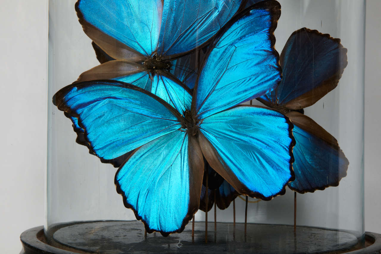 Collection of Morpho Butterflies under Glass Dome at 1stDibs