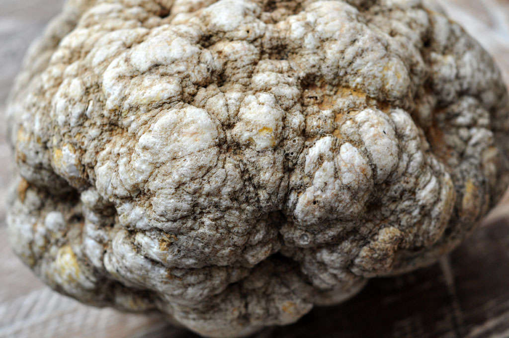 Thunder Egg Geode at 1stDibs | cauliflower geode, brain geodes ...
