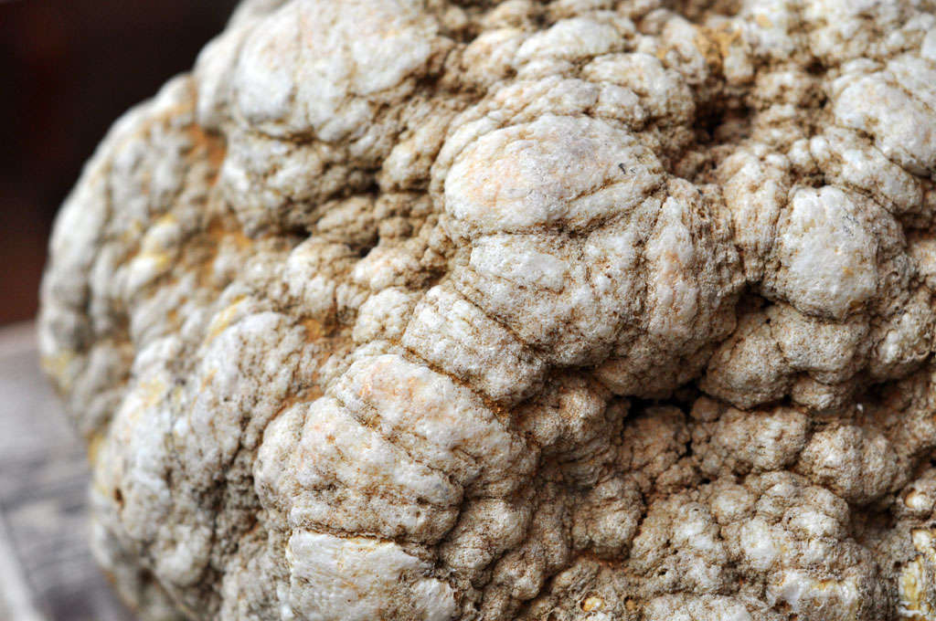 Thunder Egg Geode at 1stDibs | cauliflower geode, brain geodes ...