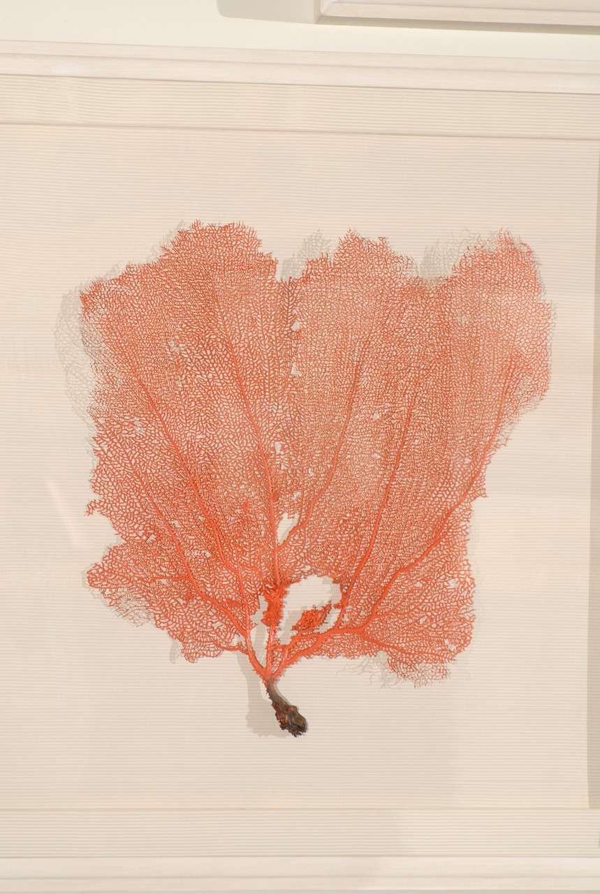Set of 9 Red Coral Sea Fans Framed in Shadow Boxes at 1stDibs