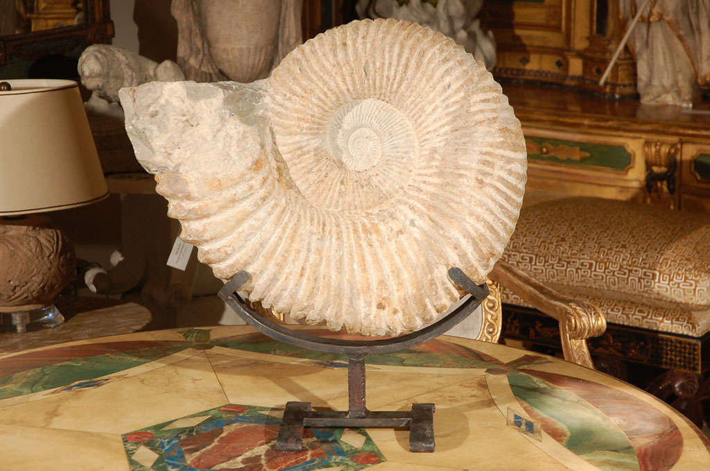 Large Ammonite On Stand at 1stDibs