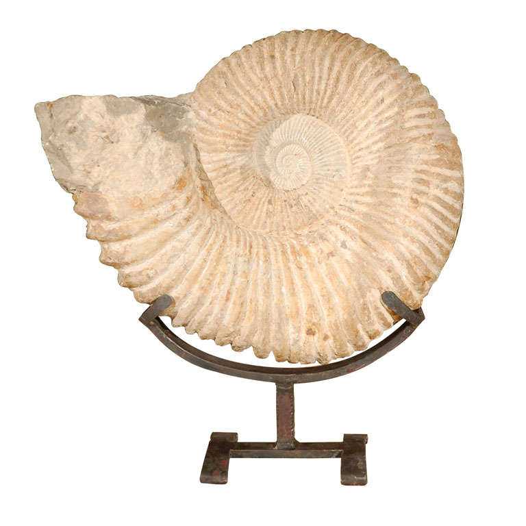 Large Ammonite On Stand at 1stDibs