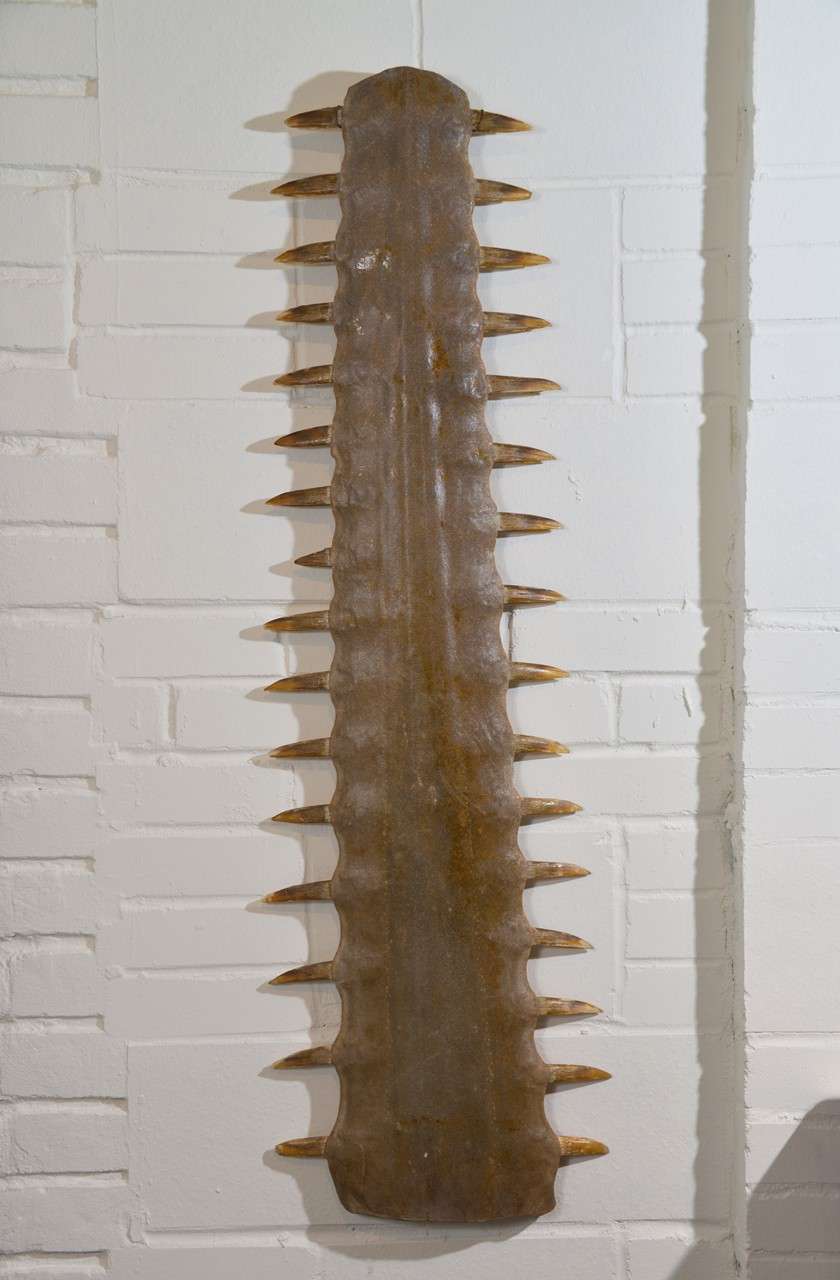 Very Large Sawfish Bill at 1stDibs | sawfish bill ebay, sawfish rostrum ...