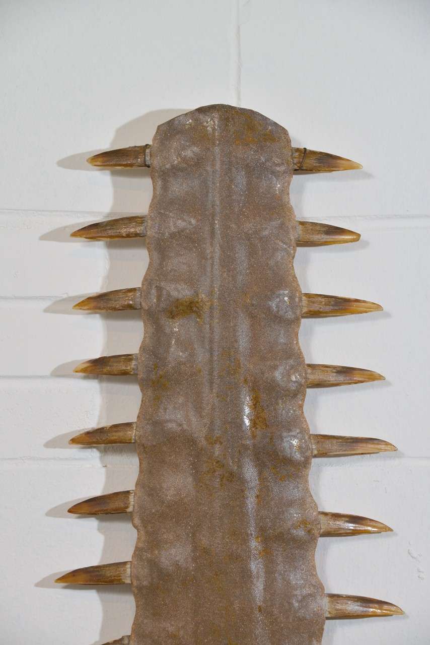 Very Large Sawfish Bill at 1stDibs | sawfish bill ebay, sawfish rostrum ...