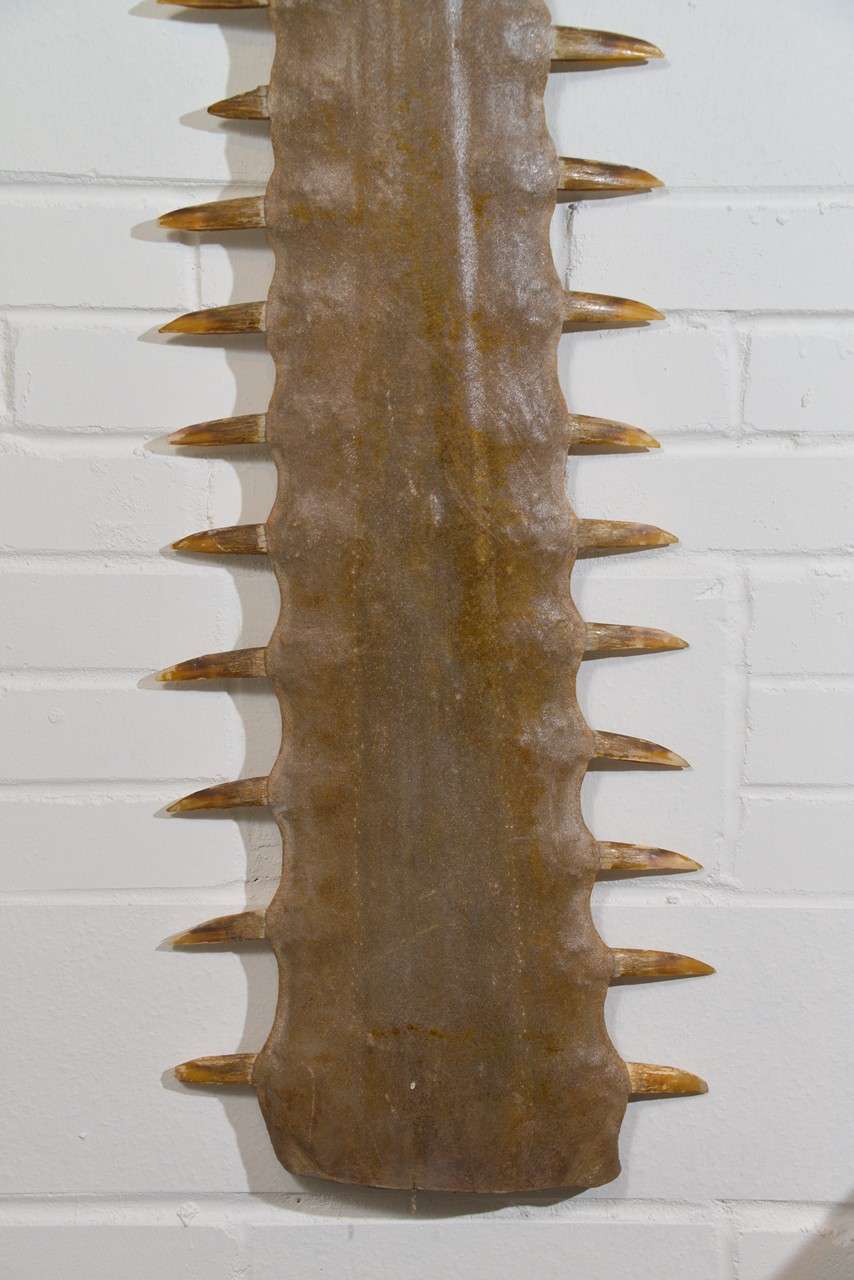 Very Large Sawfish Bill at 1stDibs | sawfish bill ebay, sawfish rostrum ...