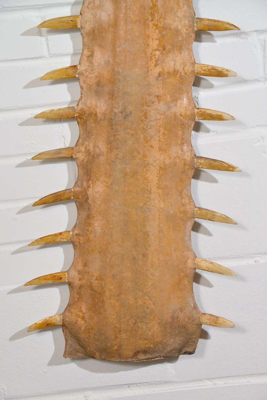 Very Large Sawfish Bill at 1stDibs | sawfish bill ebay, sawfish rostrum ...
