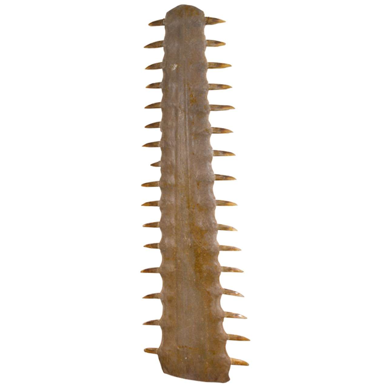 Very Large Sawfish Bill at 1stDibs | sawfish bill ebay, sawfish rostrum ...