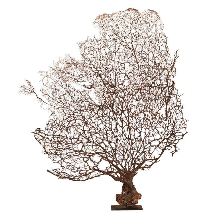 Extremely Large "Sea Fern" at 1stDibs