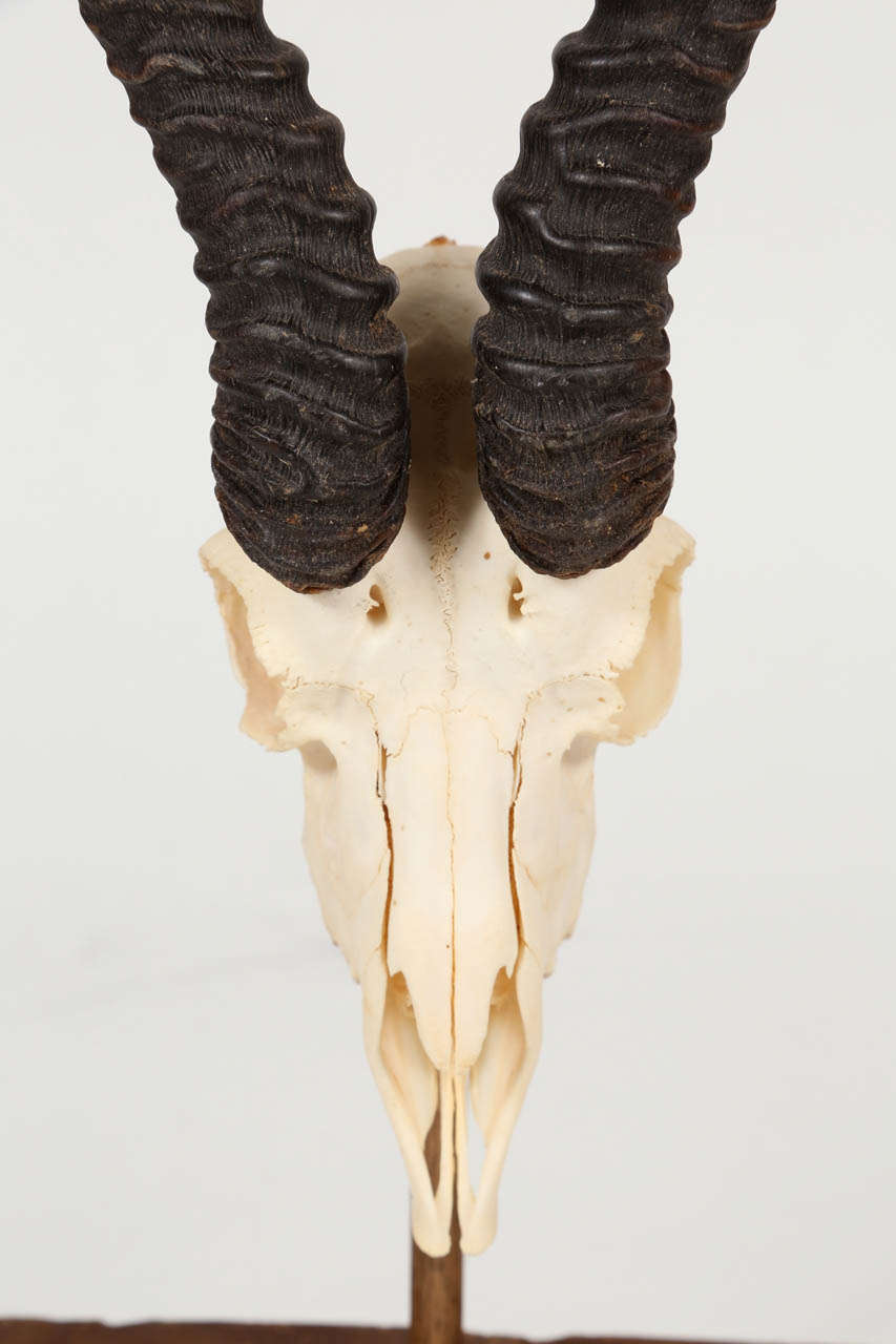 African Springbok Antelope Antlers at 1stDibs