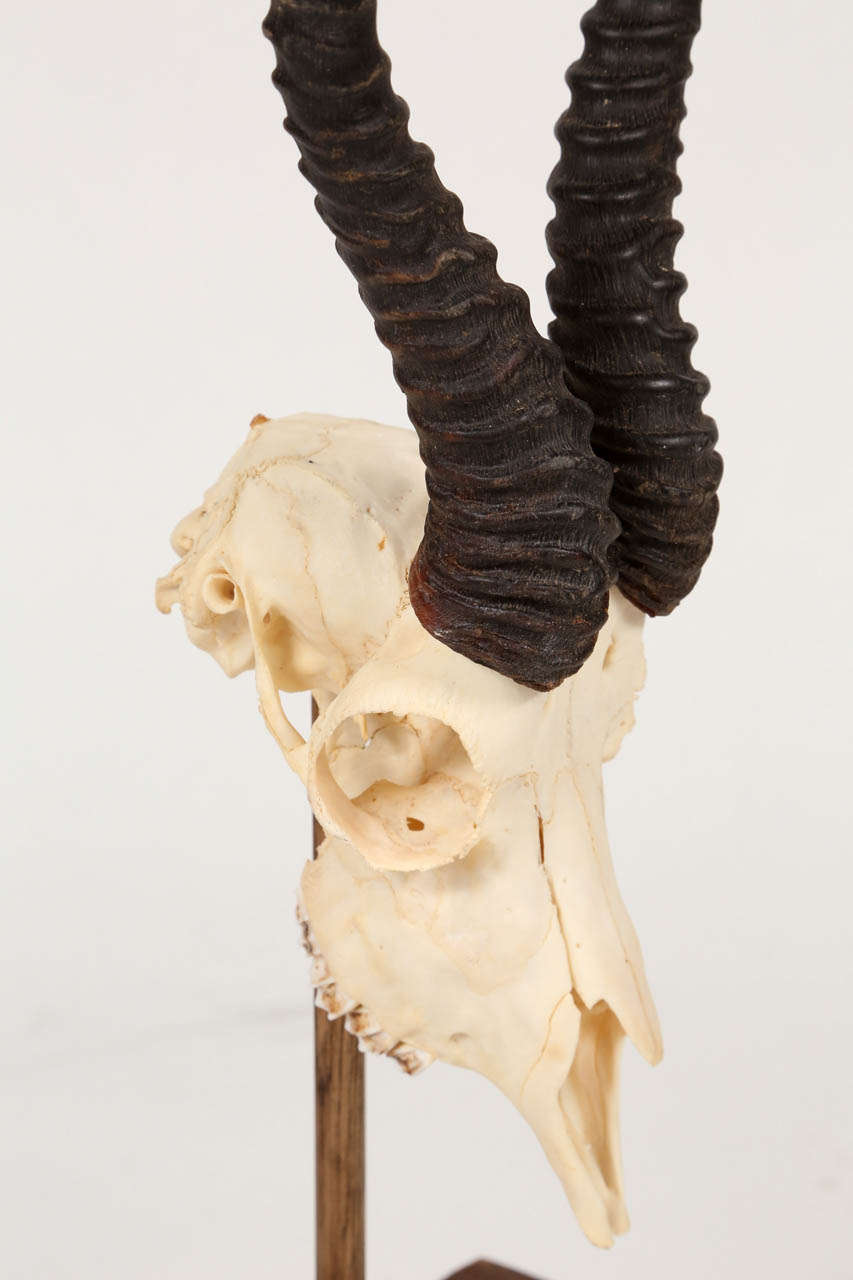 African Springbok Antelope Antlers at 1stDibs