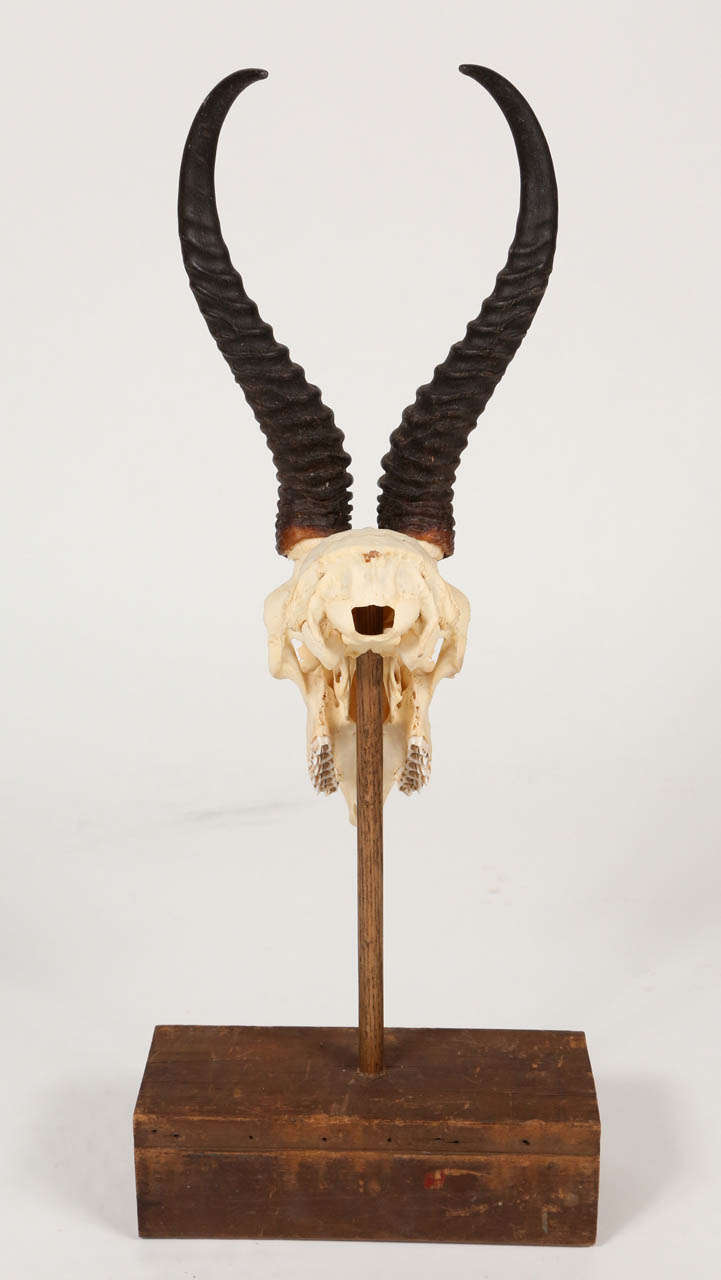 African Springbok Antelope Antlers at 1stDibs