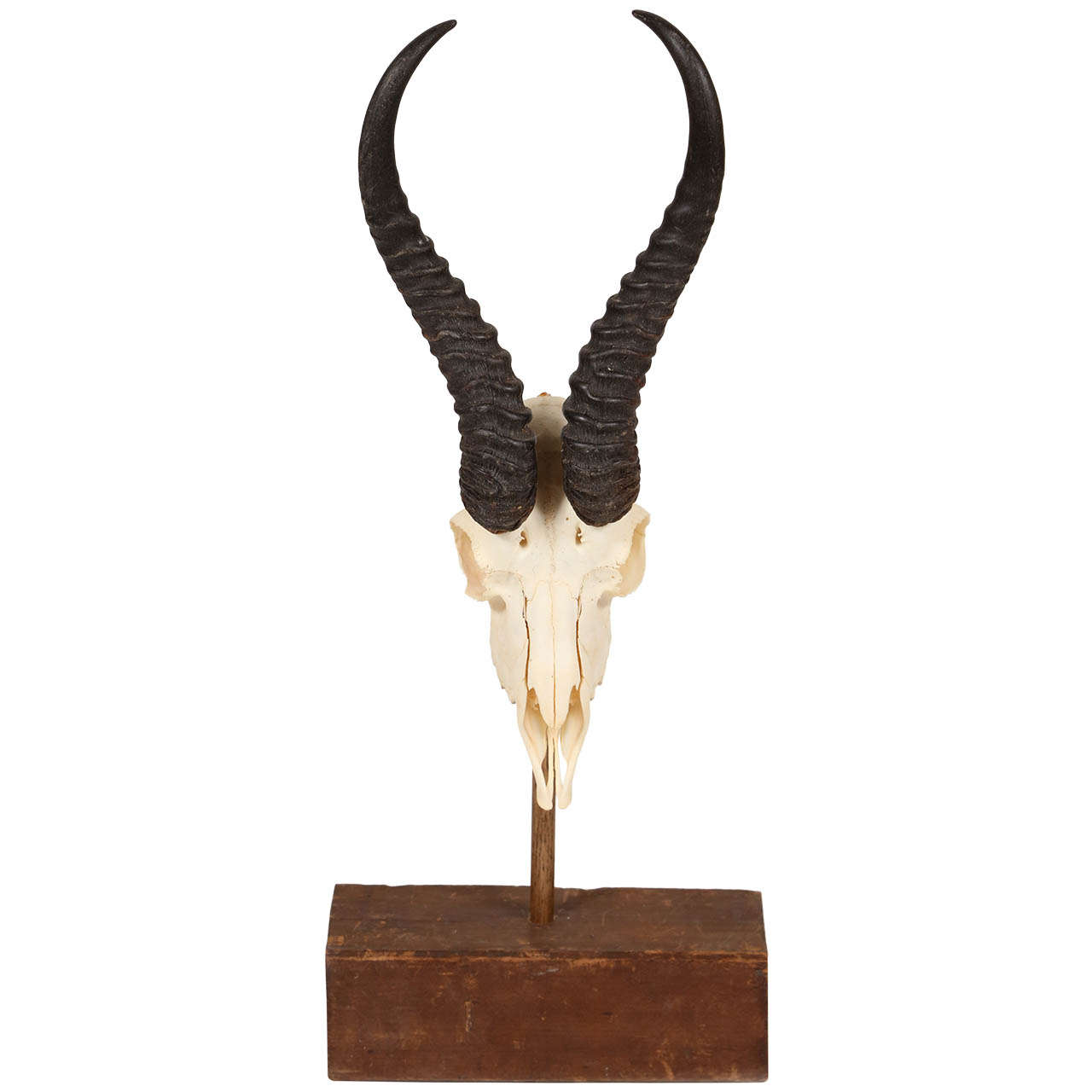 African Springbok Antelope Antlers at 1stDibs