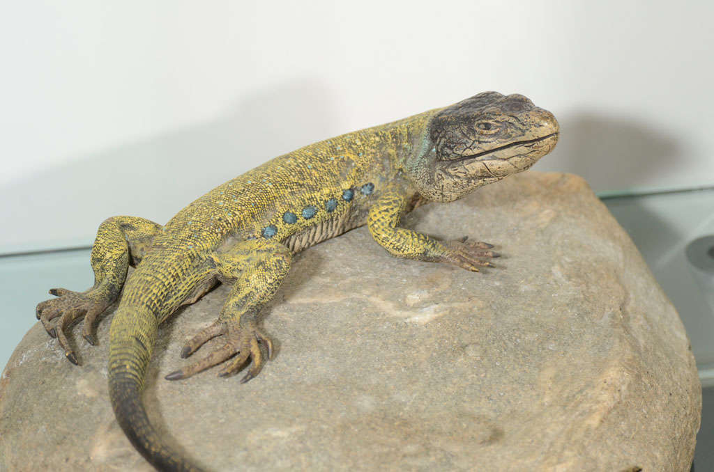 Austrian Bronze Lizard by, Franz Bergman at 1stDibs | bergman bronze ...