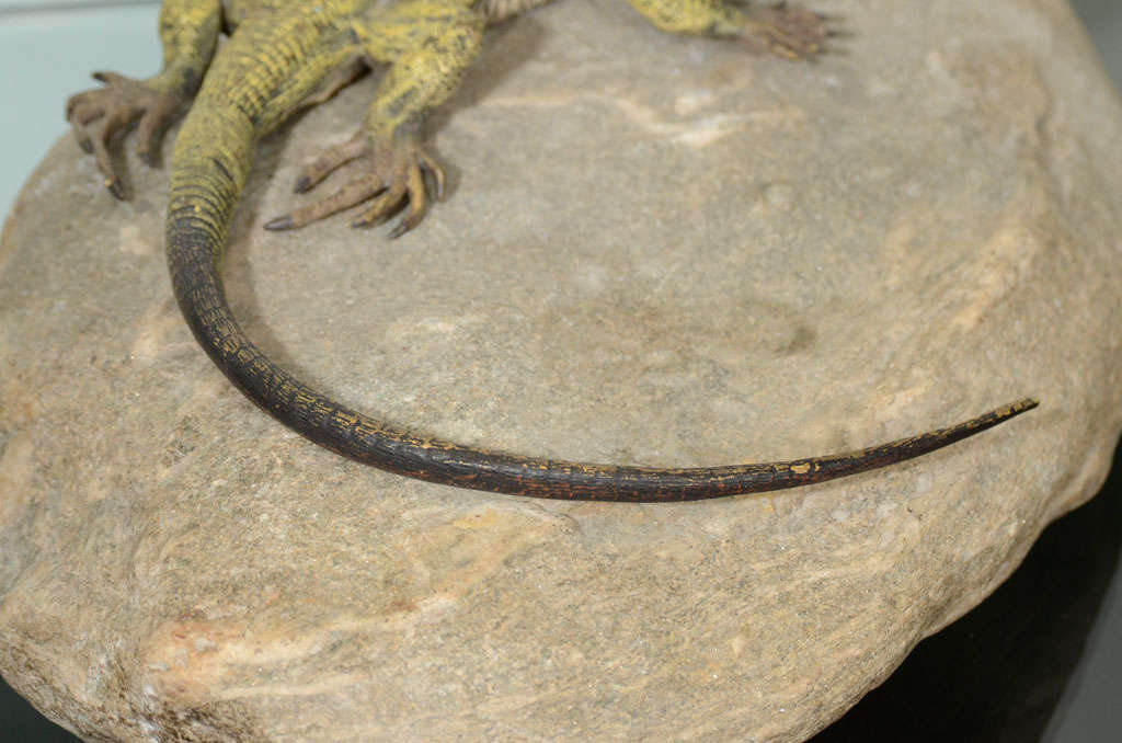 Austrian Bronze Lizard by, Franz Bergman at 1stDibs | bergman bronze ...