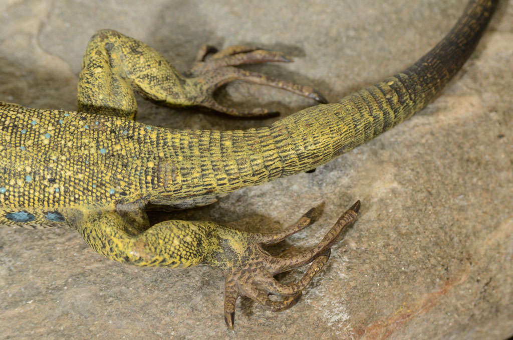 Austrian Bronze Lizard by, Franz Bergman at 1stDibs | bergman bronze ...