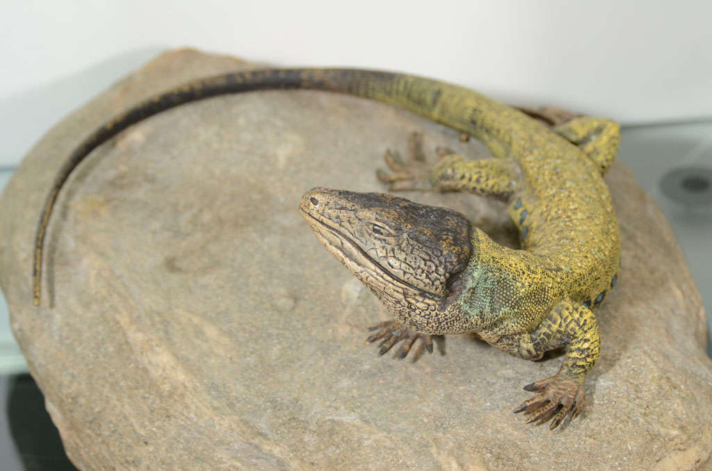 Austrian Bronze Lizard by, Franz Bergman at 1stDibs | bergman bronze ...