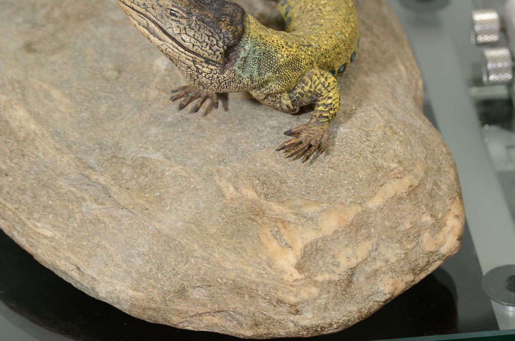 Austrian Bronze Lizard by, Franz Bergman at 1stDibs | bergman bronze ...