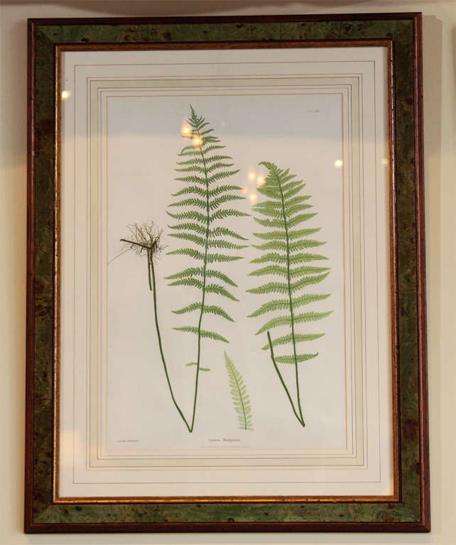 Framed Fern Prints For Sale at 1stDibs