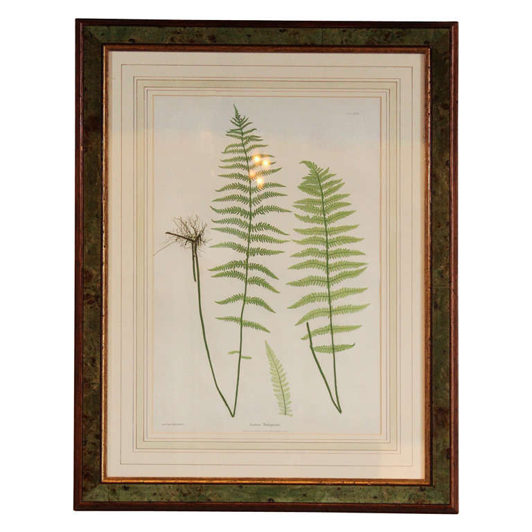 Framed Fern Prints For Sale at 1stDibs