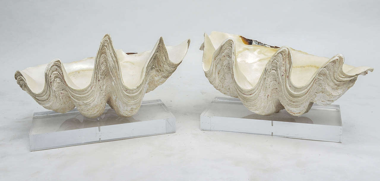 Pair of Lucite-Mounted Giant Clam Shells at 1stDibs | large clam shell ...