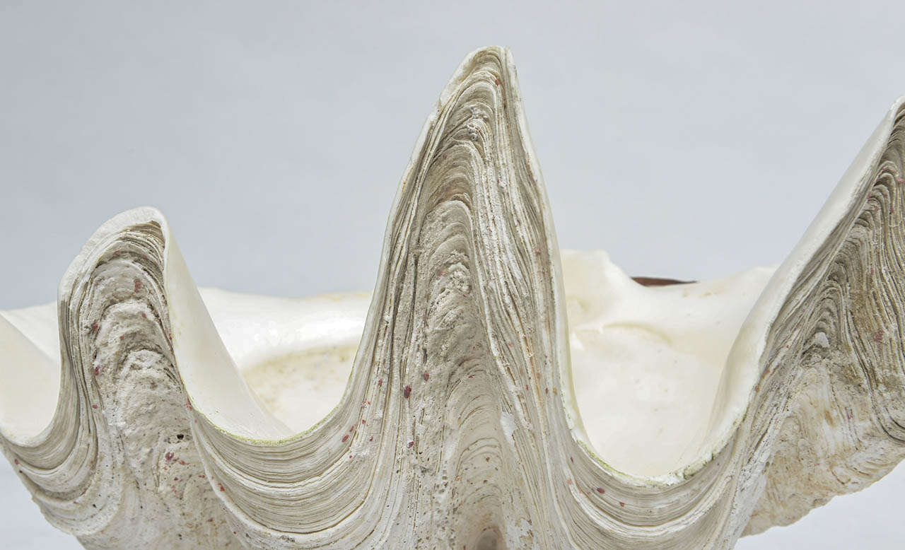 Pair of Lucite-Mounted Giant Clam Shells at 1stDibs | large clam shell ...