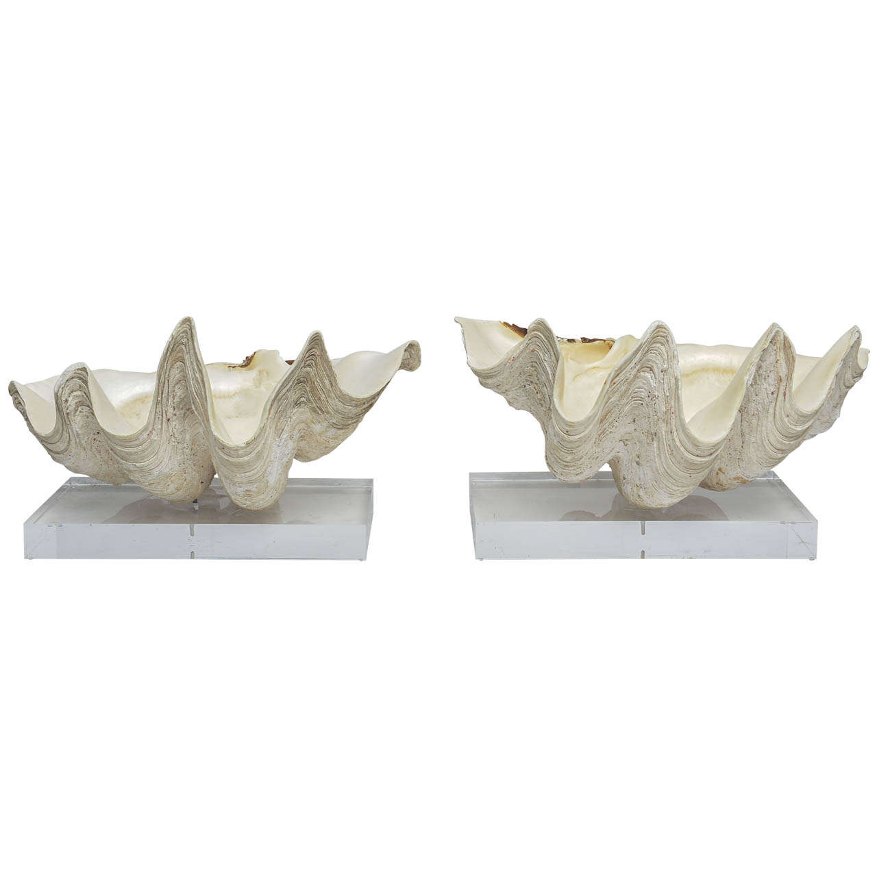 Pair of Lucite-Mounted Giant Clam Shells at 1stDibs | large clam shell ...