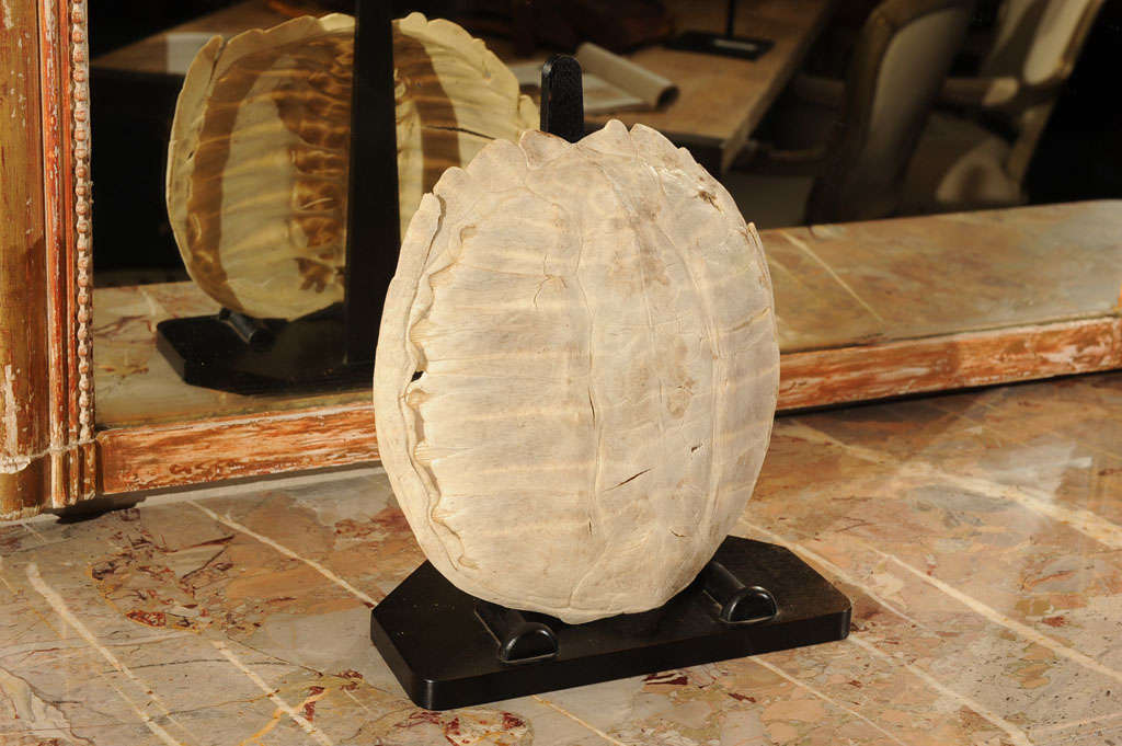 Unusual Bleached Tortoise Shell with Interior Vertebra at 1stDibs