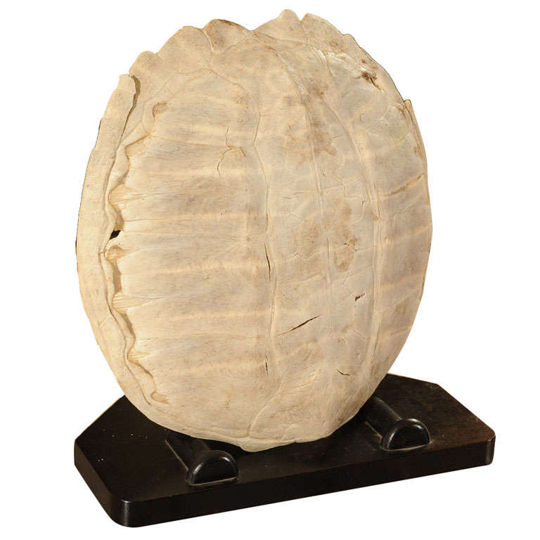 Unusual Bleached Tortoise Shell with Interior Vertebra at 1stDibs