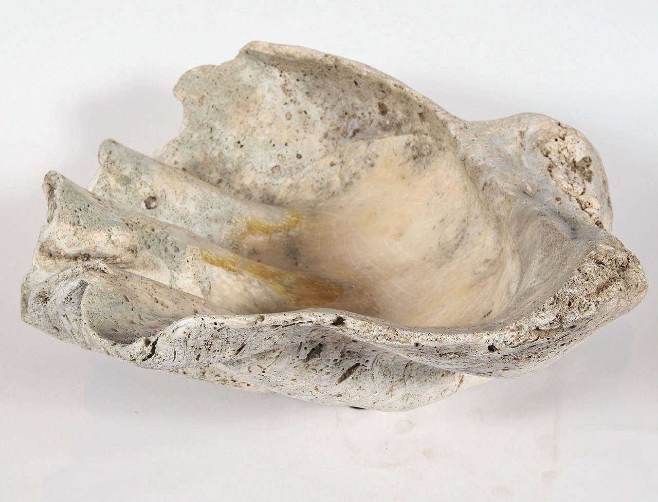 Natural South Asian Clam Shell as Accessory at 1stDibs | natural clam ...