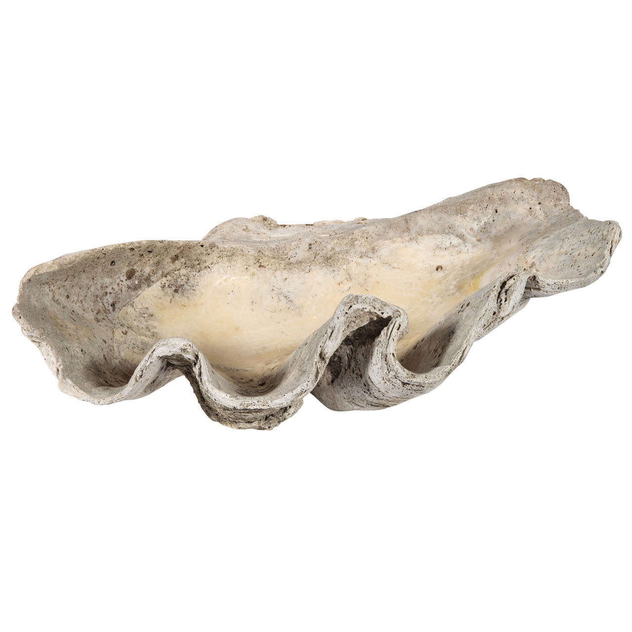 Natural South Asian Clam Shell as Accessory at 1stDibs | natural clam ...