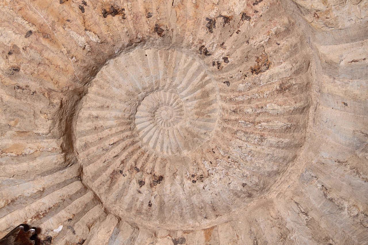 Large Shell Fossil Sculpture on Custom Iron Mount at 1stDibs