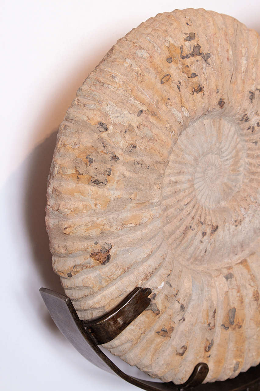 Large Shell Fossil Sculpture on Custom Iron Mount at 1stDibs