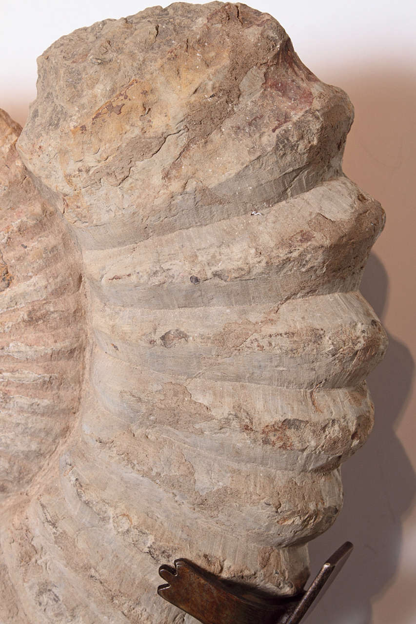 Large Shell Fossil Sculpture on Custom Iron Mount at 1stDibs
