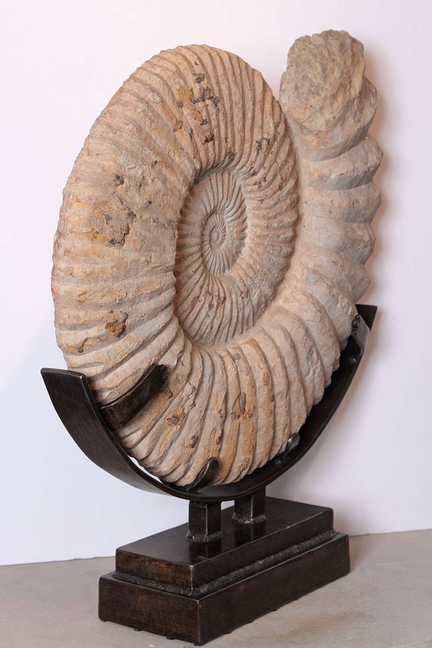 Large Shell Fossil Sculpture on Custom Iron Mount at 1stDibs