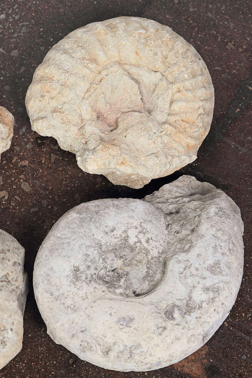 Limestone Ammonite Fossils at 1stDibs