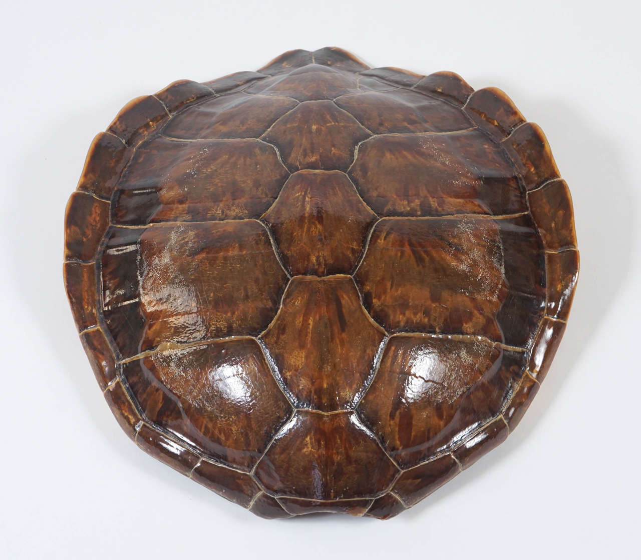 Antique 19th Century Large Tortoiseshell or Carapace at 1stDibs ...