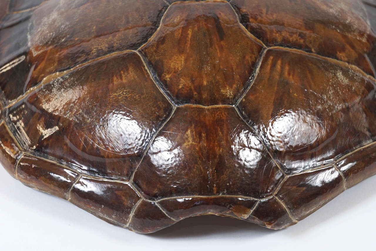 Antique 19th Century Large Tortoiseshell or Carapace at 1stDibs ...