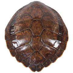 Antique 19th Century Large Tortoiseshell or Carapace at 1stDibs ...