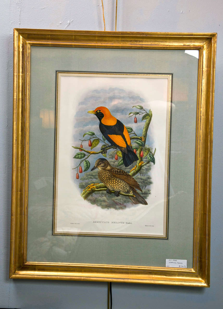 Fine Pair of Wonderfully Framed Lithographs For Sale at 1stdibs