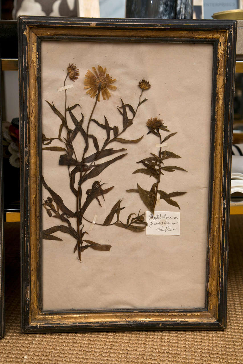 19th Century French Framed Botanical Specimens at 1stDibs