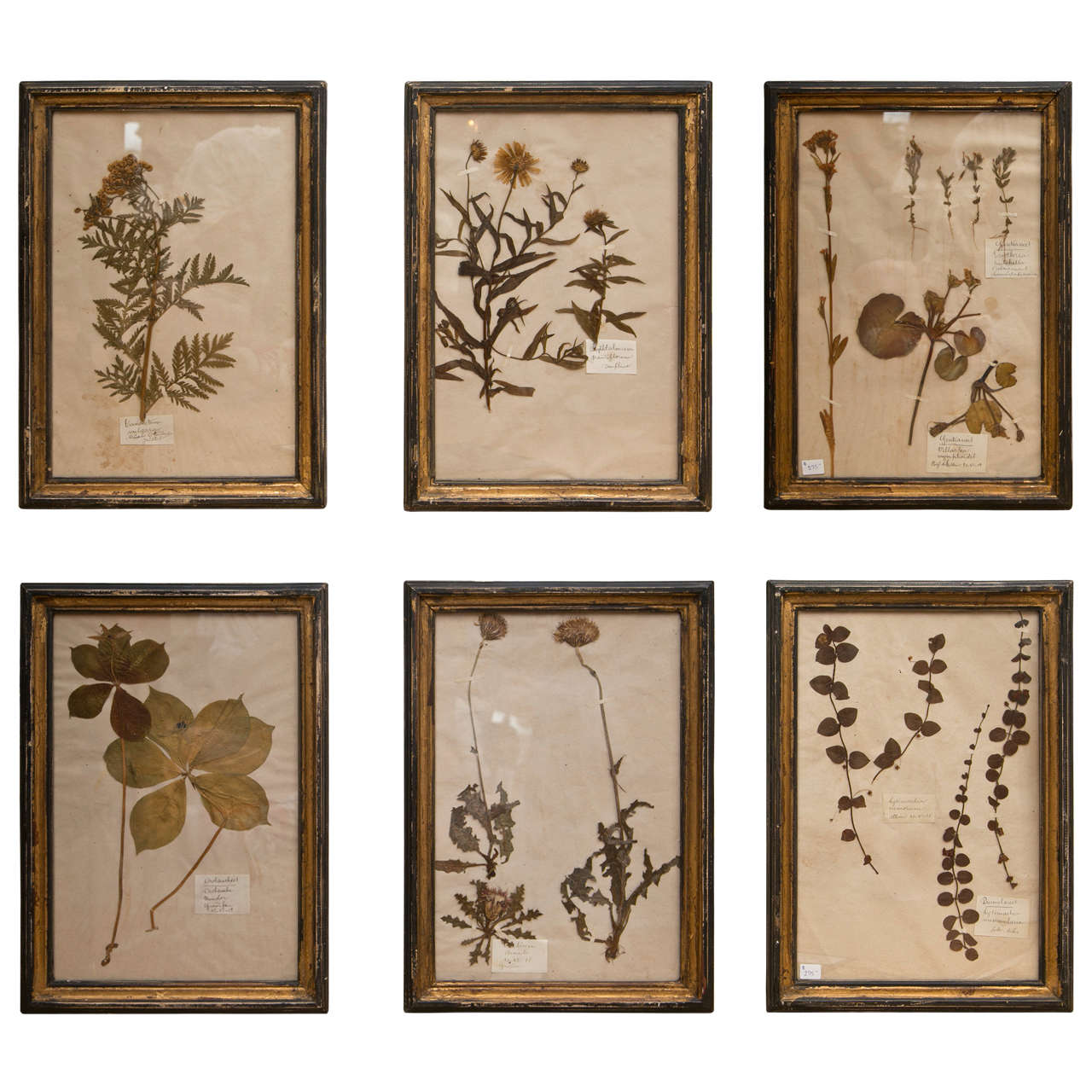 19th Century French Framed Botanical Specimens at 1stDibs