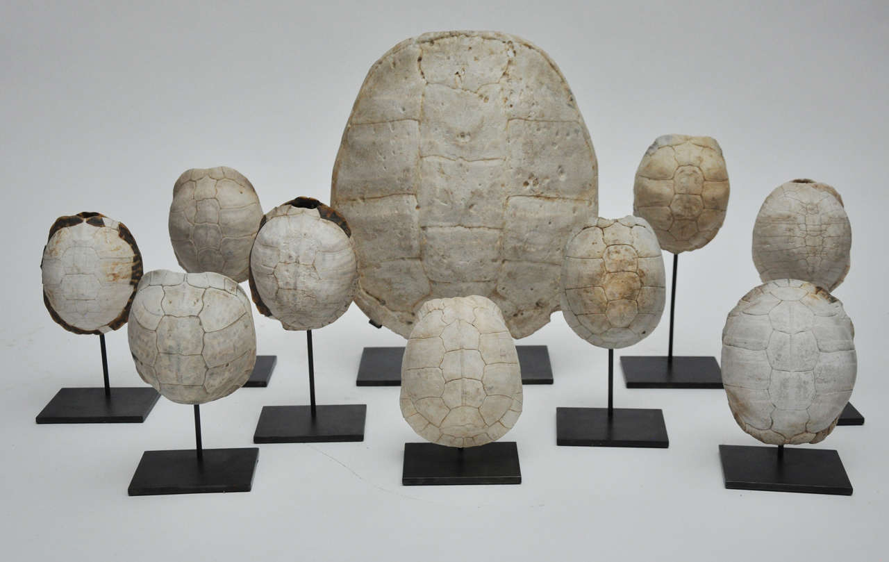 White Turtle Shell Collection at 1stDibs