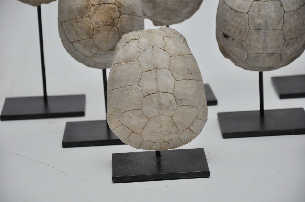 White Turtle Shell Collection at 1stDibs