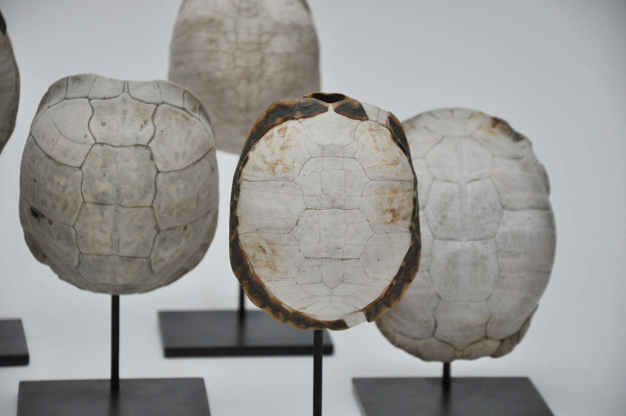 White Turtle Shell Collection at 1stDibs