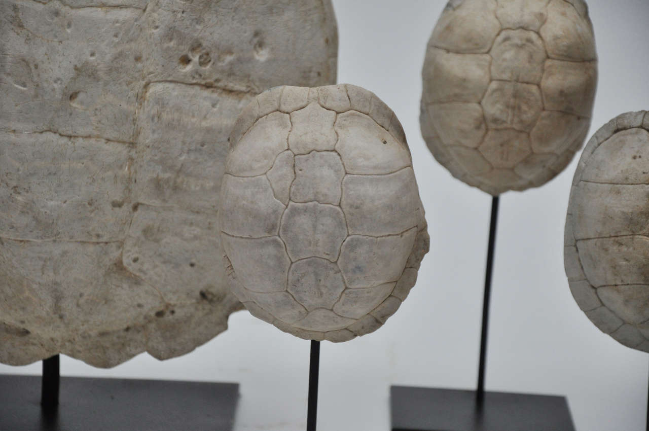 White Turtle Shell Collection at 1stDibs