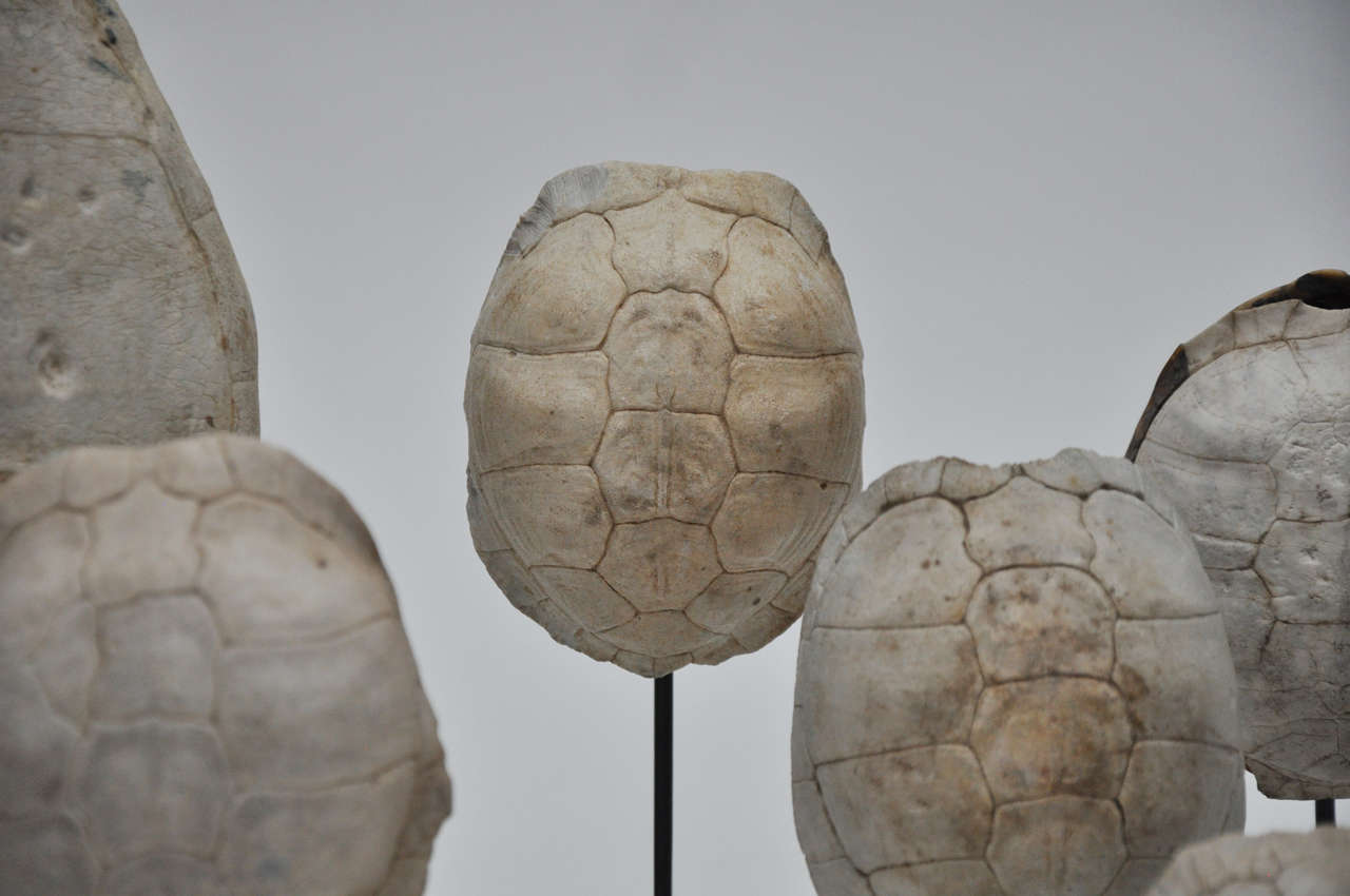 White Turtle Shell Collection at 1stDibs