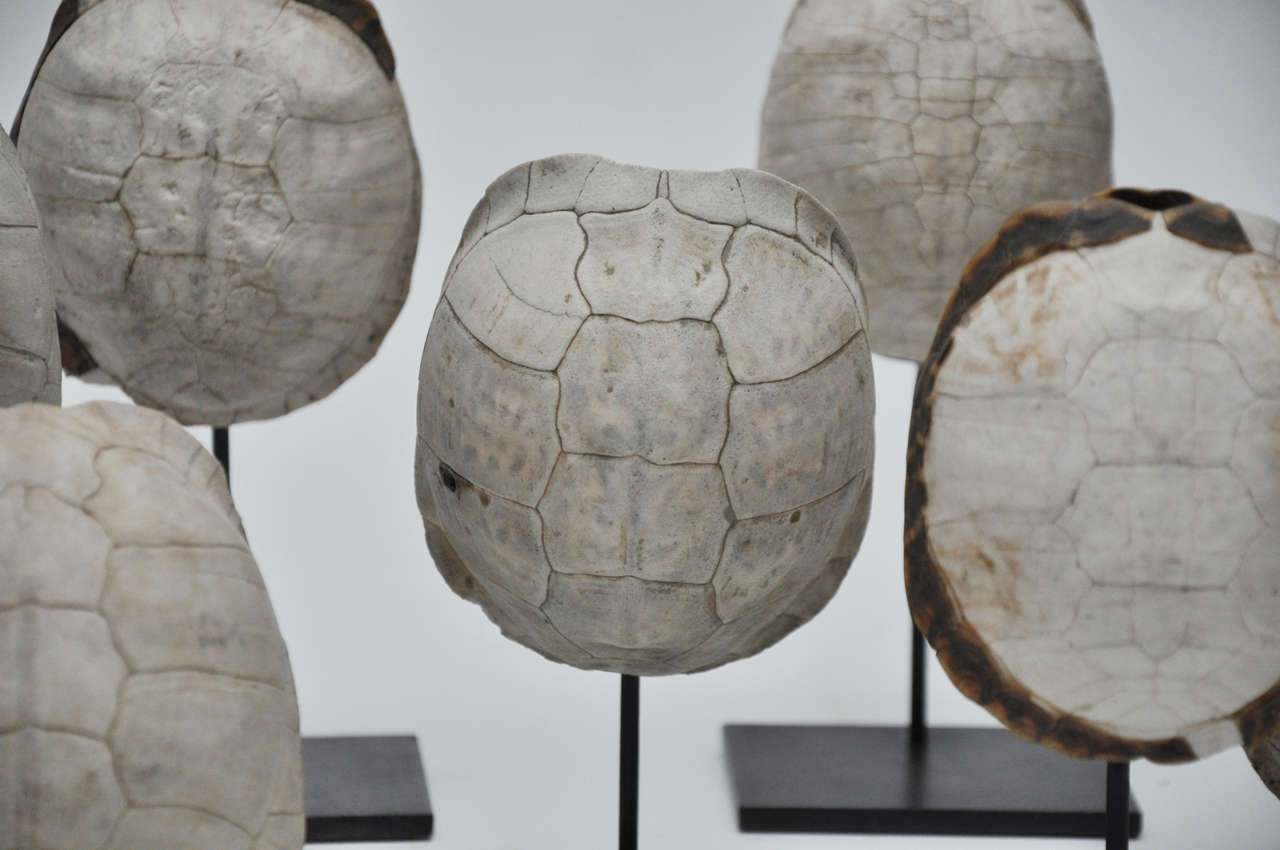 White Turtle Shell Collection at 1stDibs