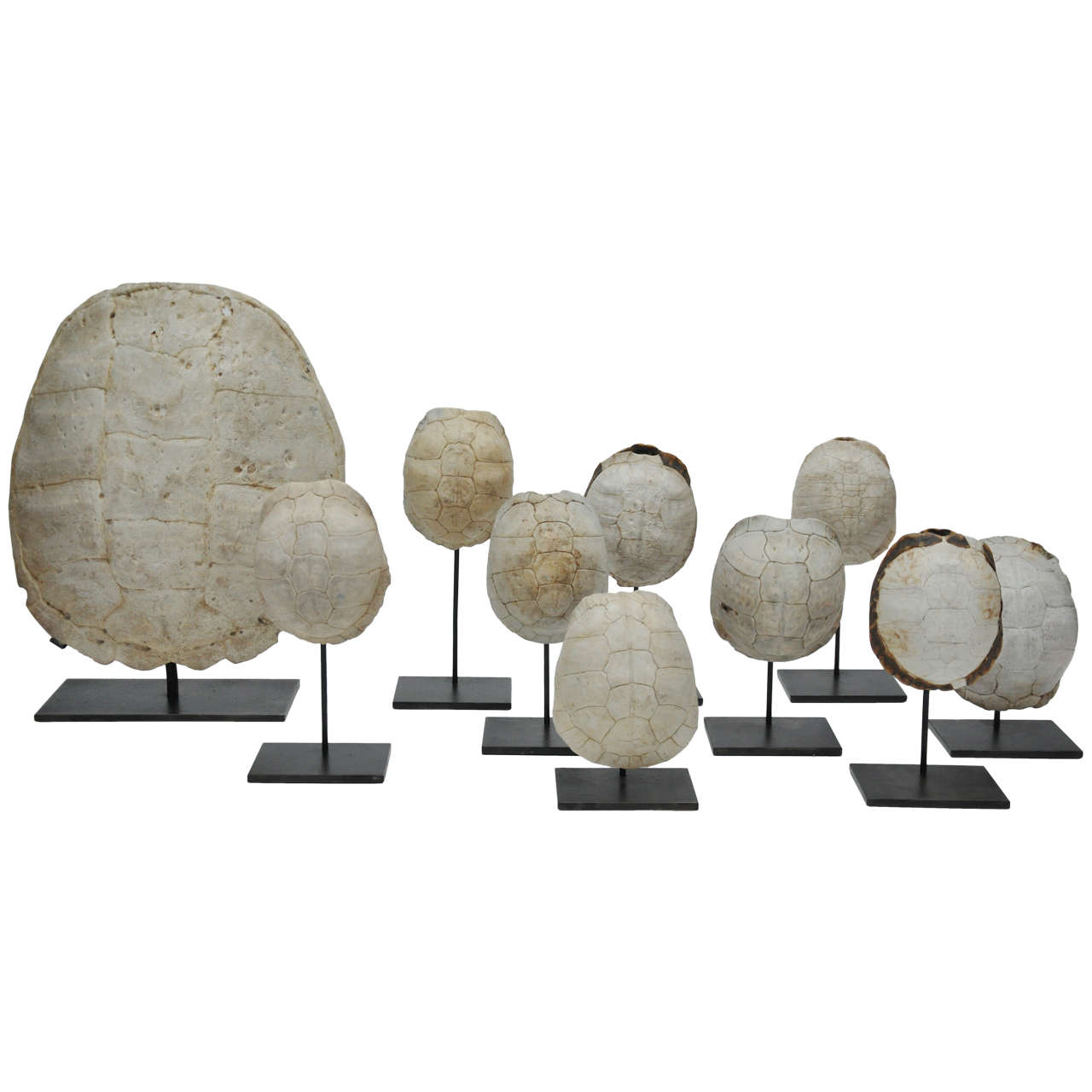 White Turtle Shell Collection at 1stDibs