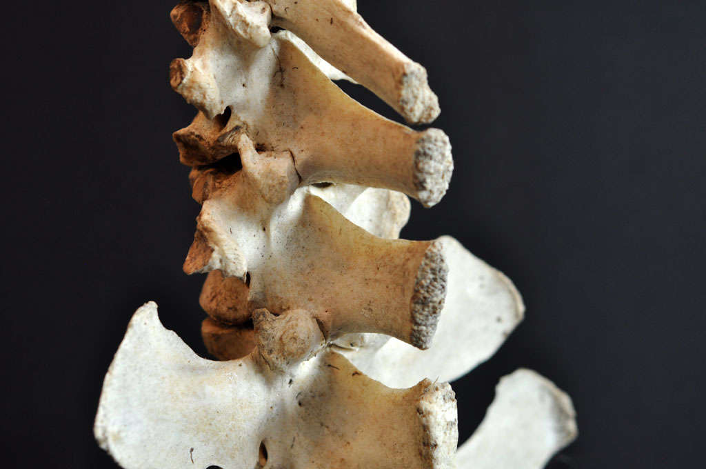 Mounted Animal Spine For Sale at 1stDibs