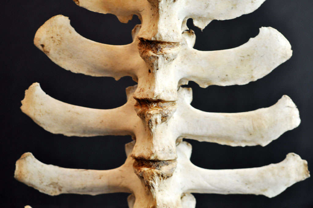 Mounted Animal Spine For Sale at 1stDibs